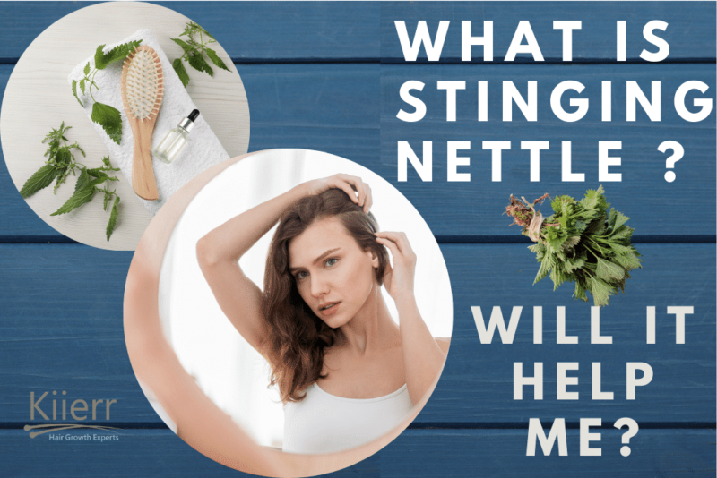 Stinging Nettle Root for Hair Loss - Updated August 2021