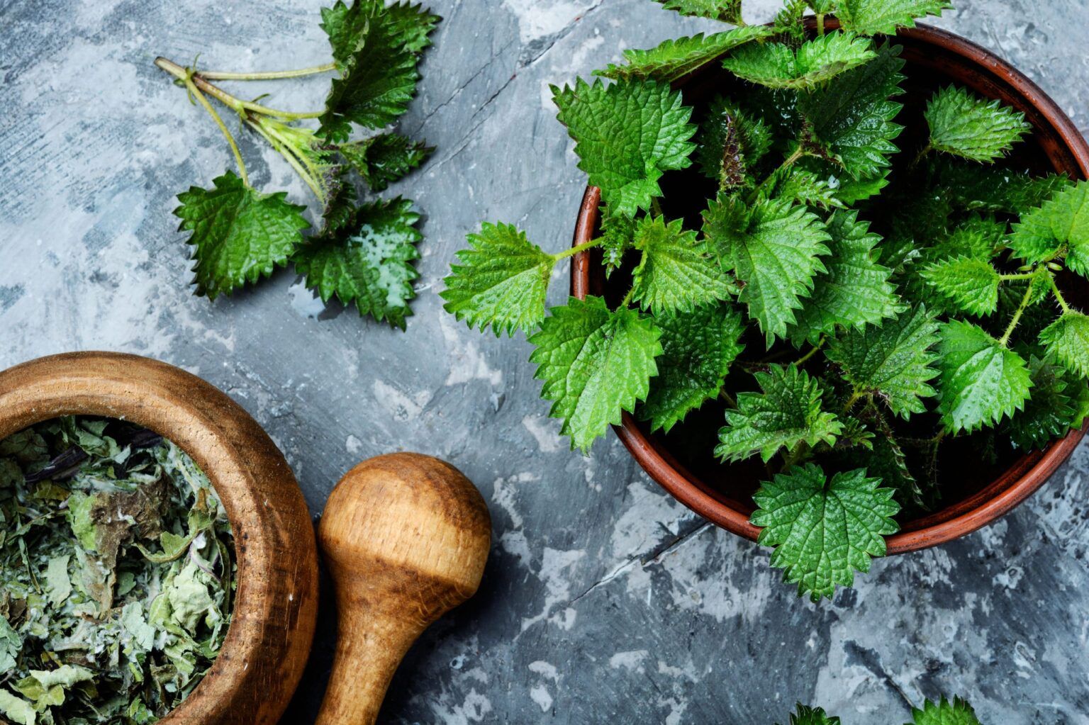 Stinging Nettle Root for Hair Loss - Updated August 2021