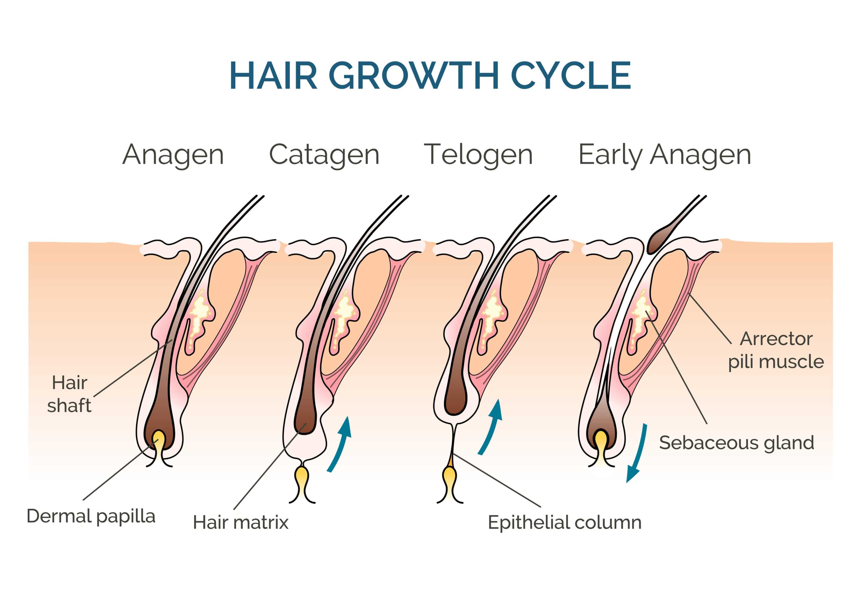 Why You re Experiencing Hair Fall And How To Fix It The Skin Story Why You re Experiencing Hair Fall And How To Fix It The Skin Story