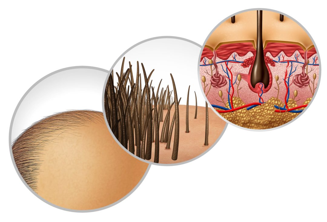 Hair Anatomy: Everything You Need to Know - 2020 Facts