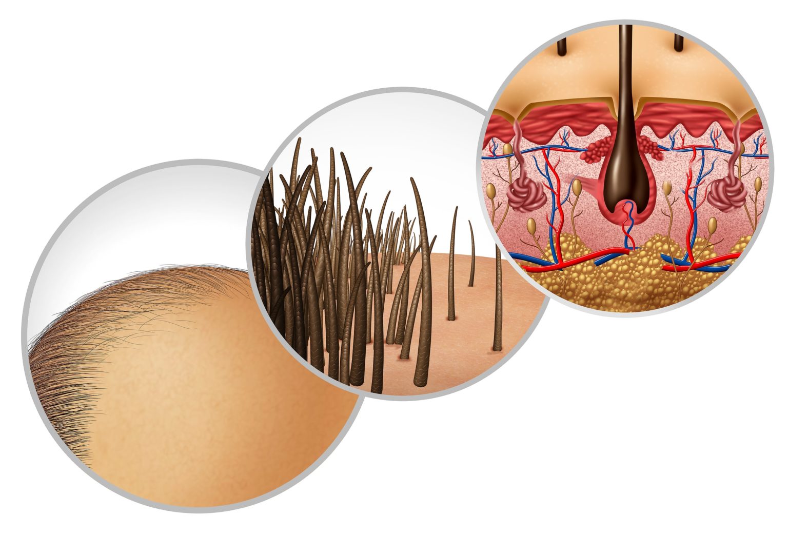 Hair Anatomy: Everything You Need to Know - 2020 Facts