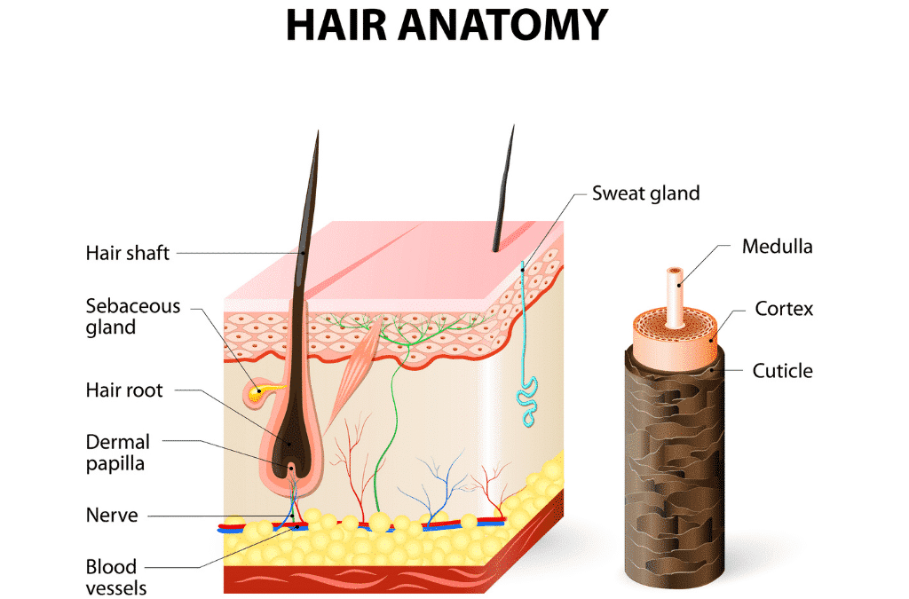 Hair Anatomy Everything You Need To Know 2020 Facts Hair Anatomy Everything You Need To Know 2020 Facts
