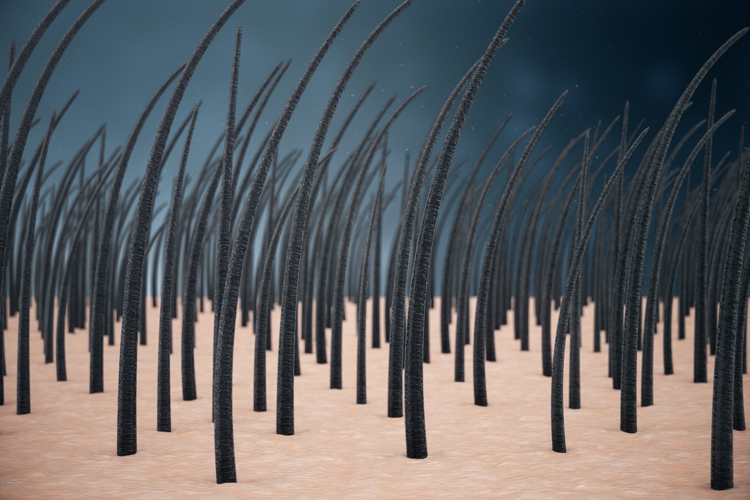 Hair Anatomy: Everything You Need to Know - 2020 Facts