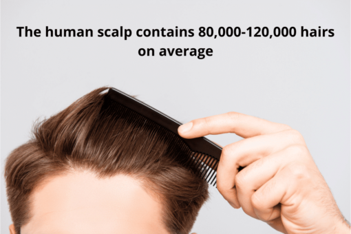 Hair Anatomy: Everything You Need to Know - 2020 Facts