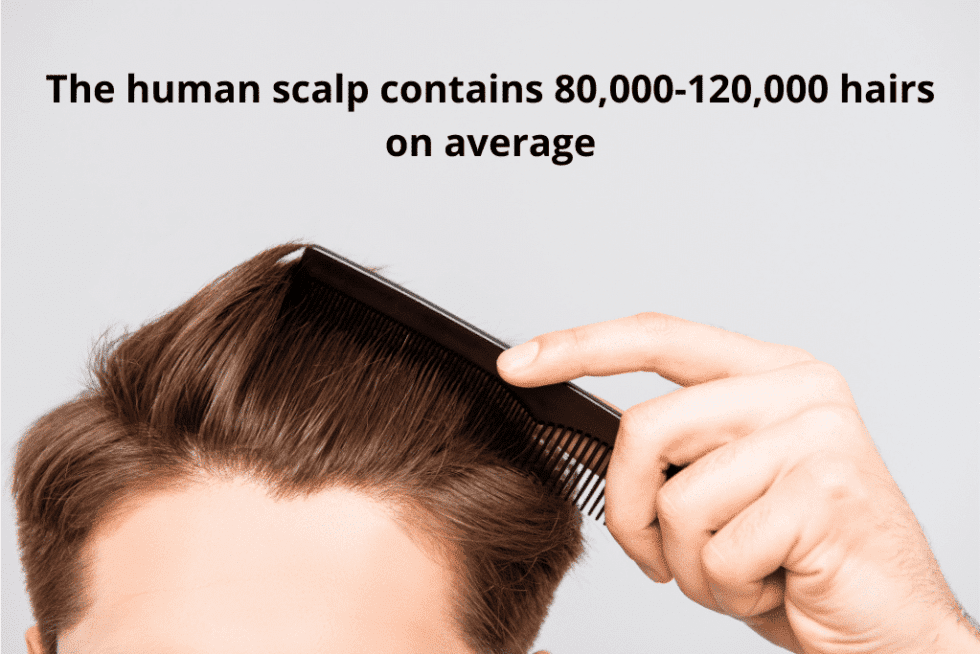 Hair Anatomy: Everything You Need to Know - 2020 Facts